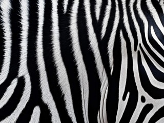 Karaoke Reward - Video with Lyrics - The Teardrop Explodes