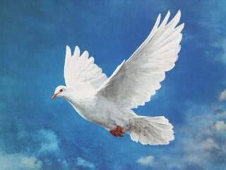 Una paloma blanca - Jonathan King - Custom Backing Track - Karaoke Version