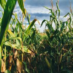 Karaoke Three Corn Patches - Video with Lyrics - Elvis Presley