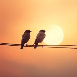 Karaoke Two Birds - Video with Lyrics - Regina Spektor